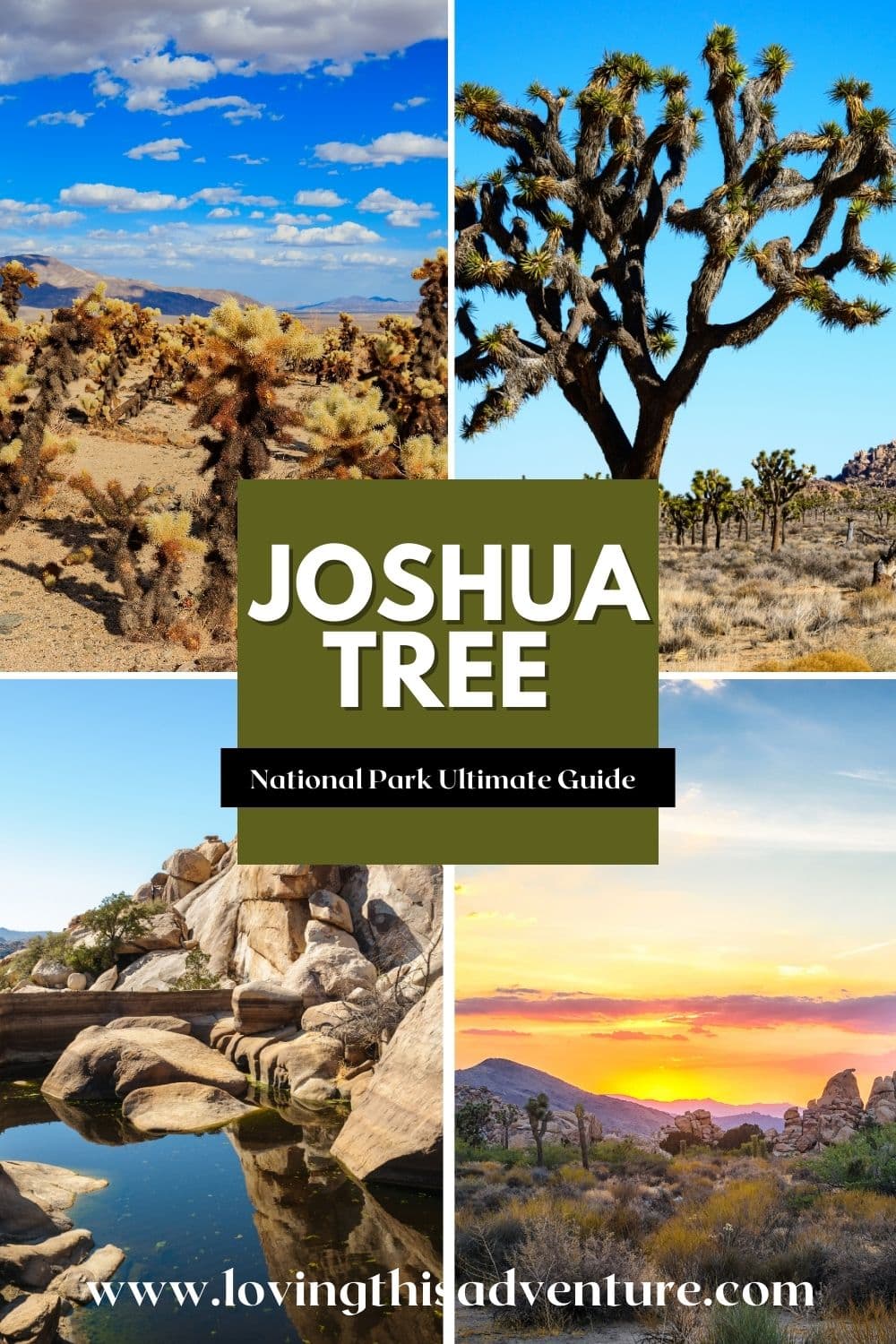 Ultimate Guide to Joshua Tree National Park with Kids - Loving This ...