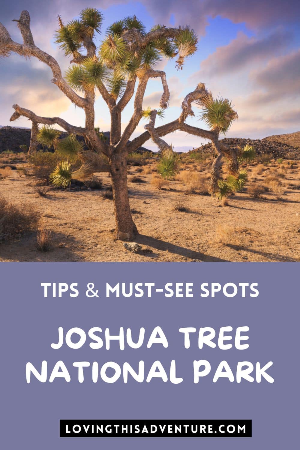 Ultimate Guide to Joshua Tree National Park with Kids - Loving This ...